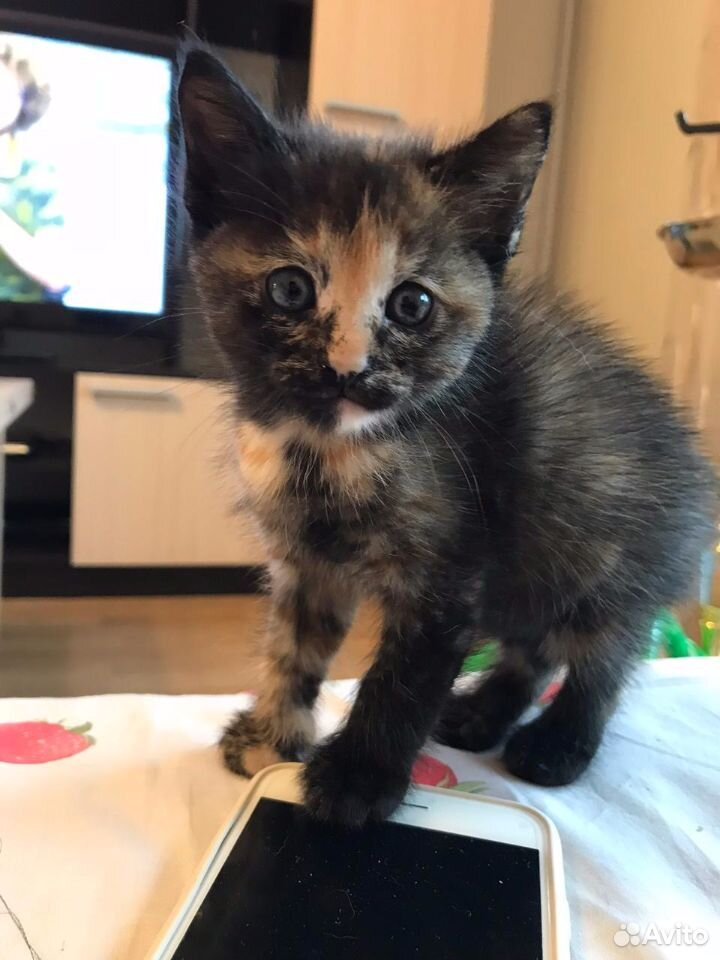 Котенок, девочка, в добрые руки