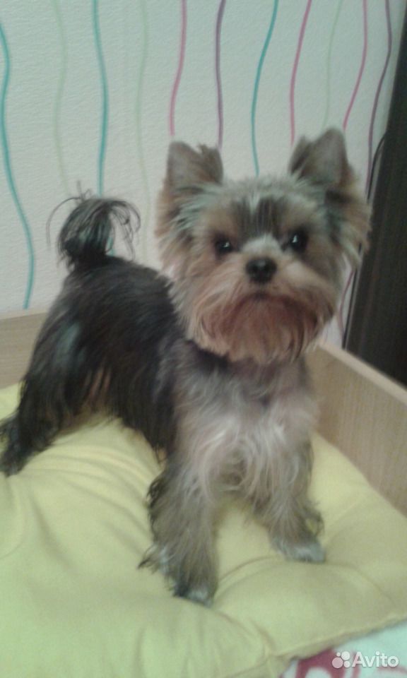 Вязка собаки, случка