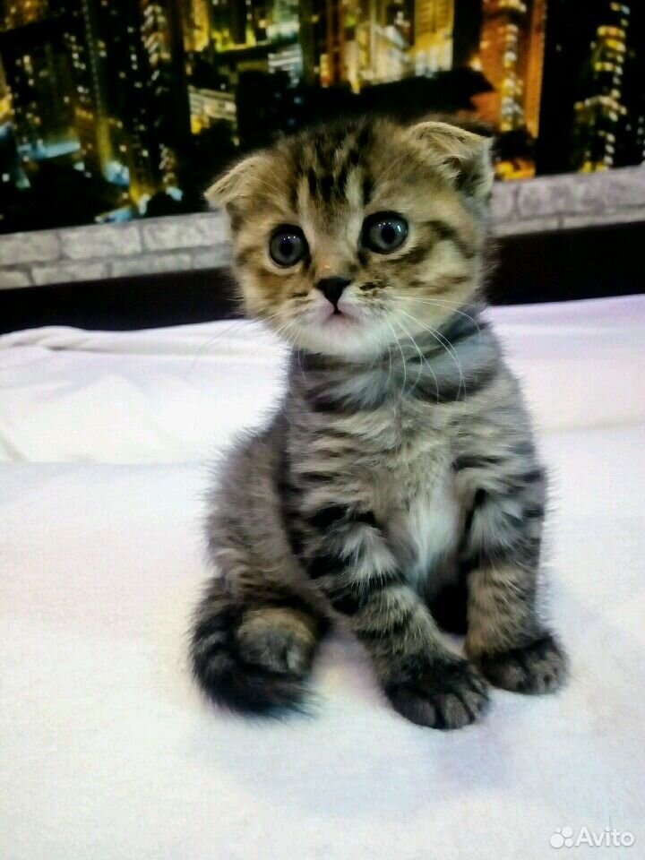 Котёнок шотландская вислоухая