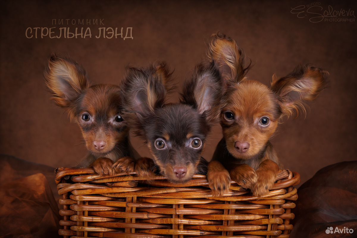 Шикарные щенки русского тоя д.ш
