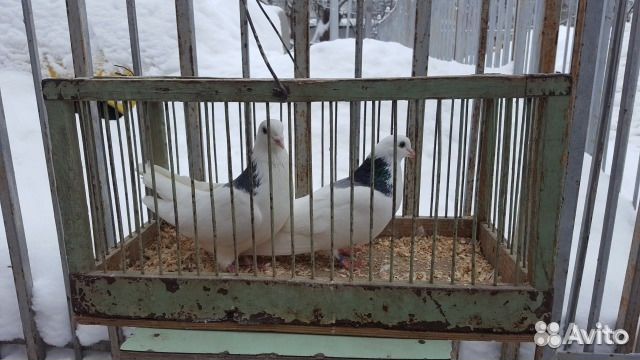 Голуби для свадеб и торжеств