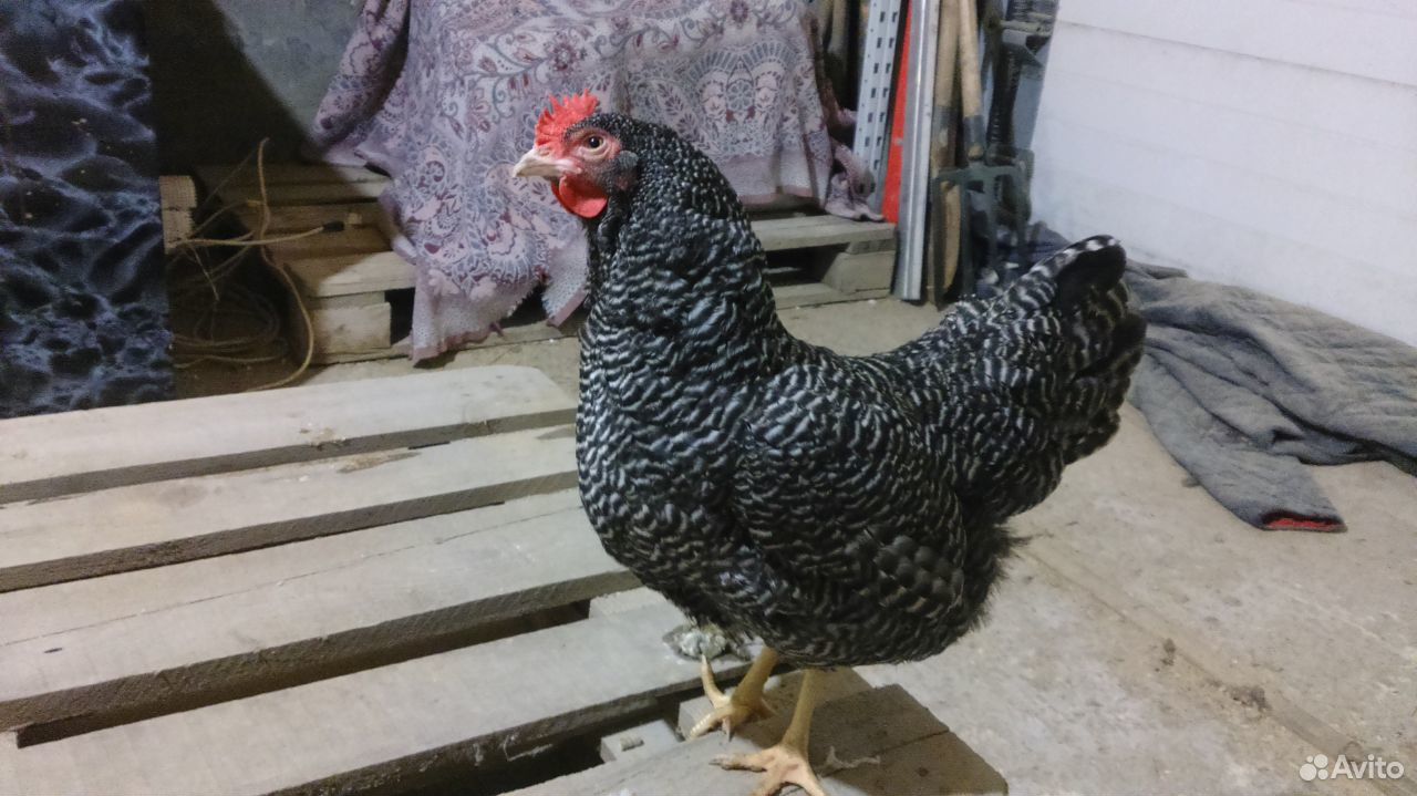 Инкубационное яйцо Плимутрок