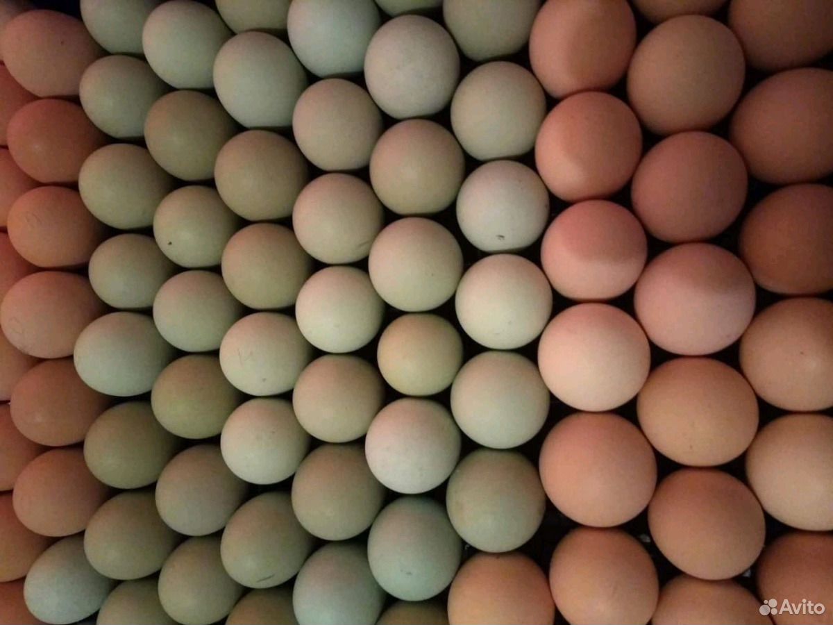 Инкубационные яйца индоутки,кучинской и австролорп