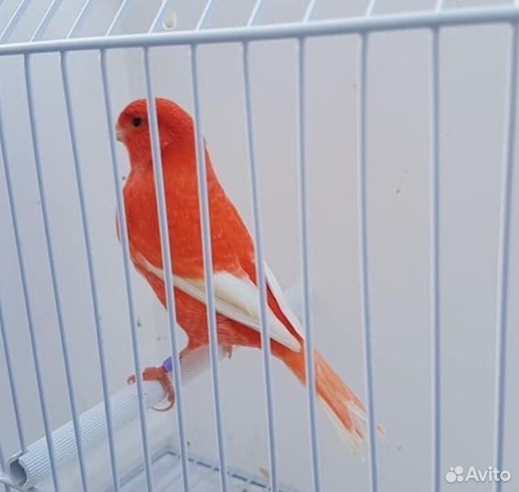 Продажа кенара