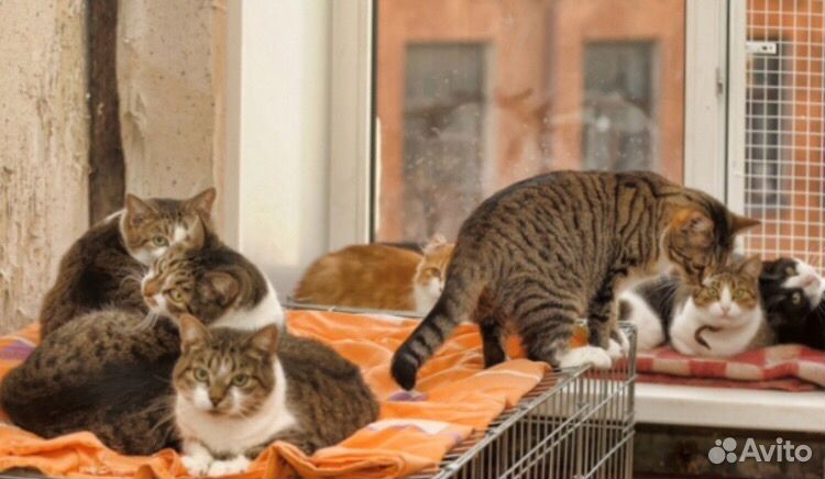 Норвежские лесные кошки,коты. Котята