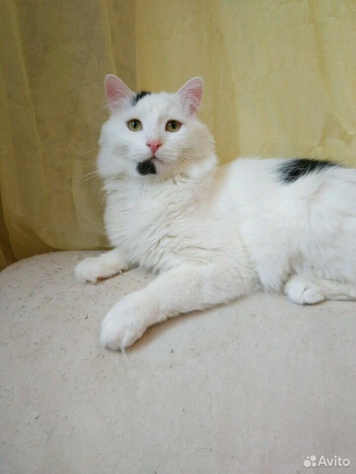 Котик Балу в дар