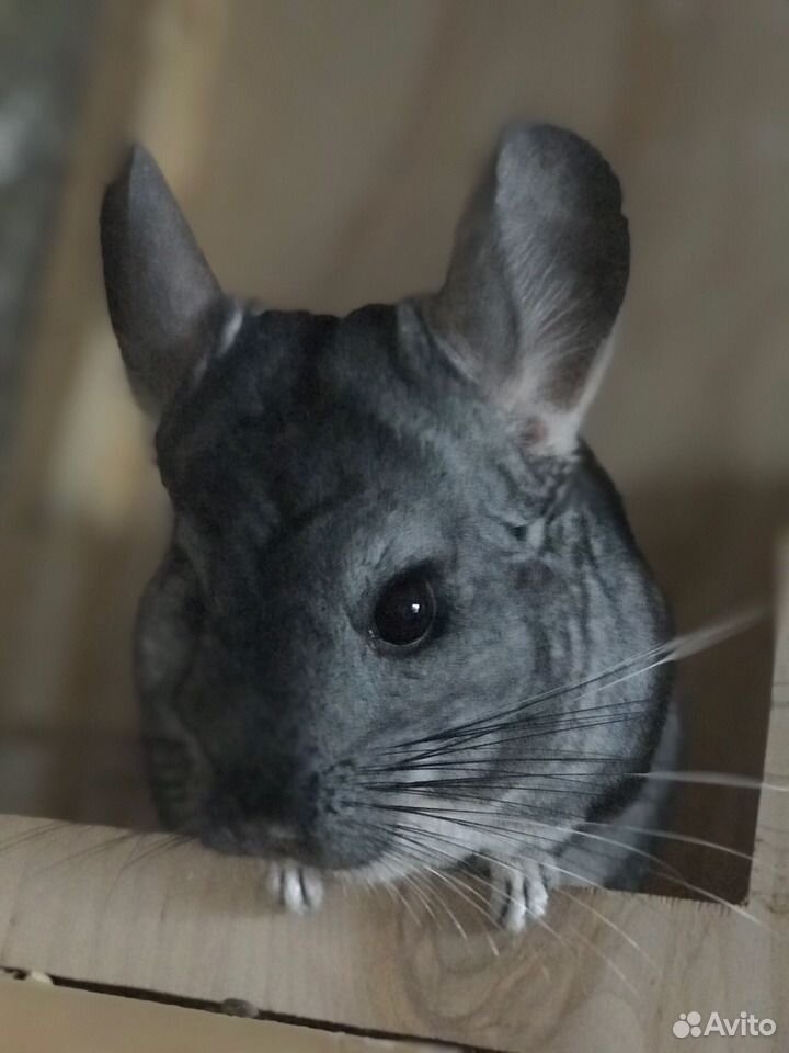 Шиншиллы