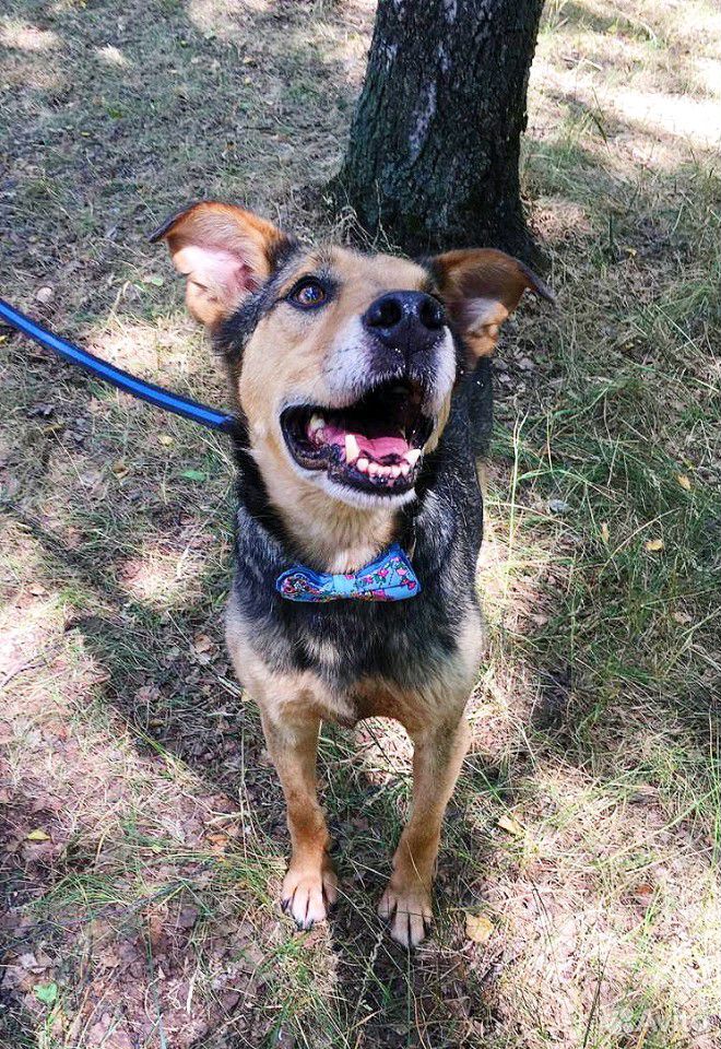 Мистер Стенли Брамс в добрые руки