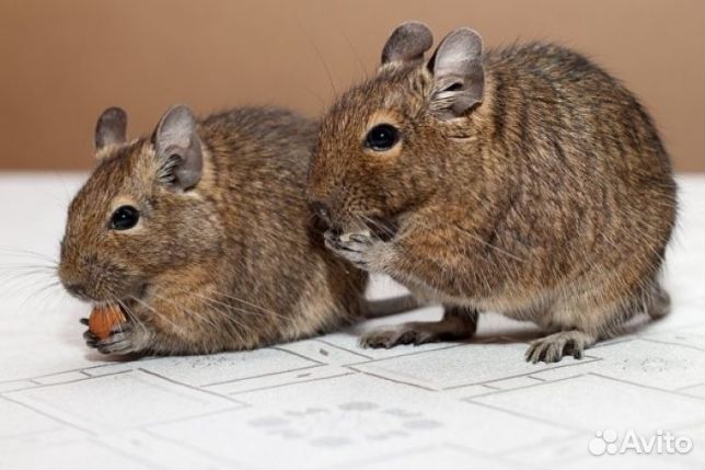 Отдадим Дэгу, в хорошие рука, 2 мальчика