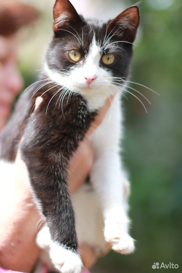 Аристократка Анжелика, элегантная юная леди