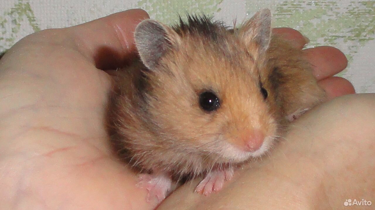 Сирийский хомячок