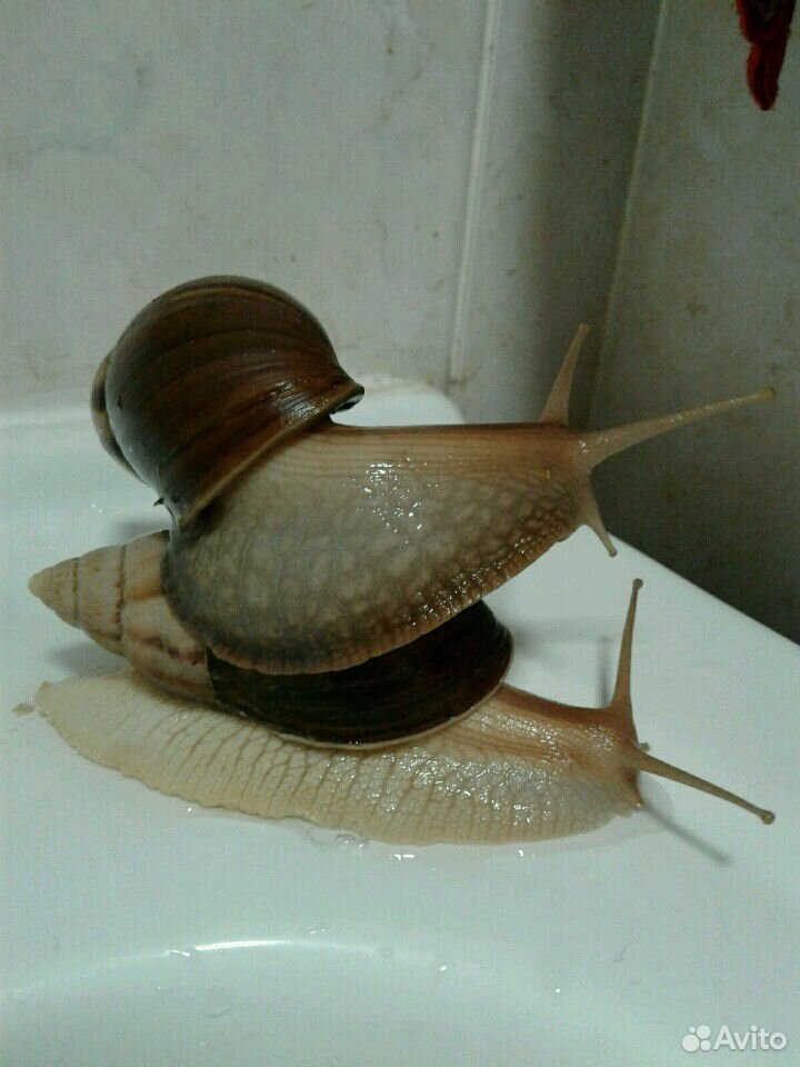 Улитки Ахатины