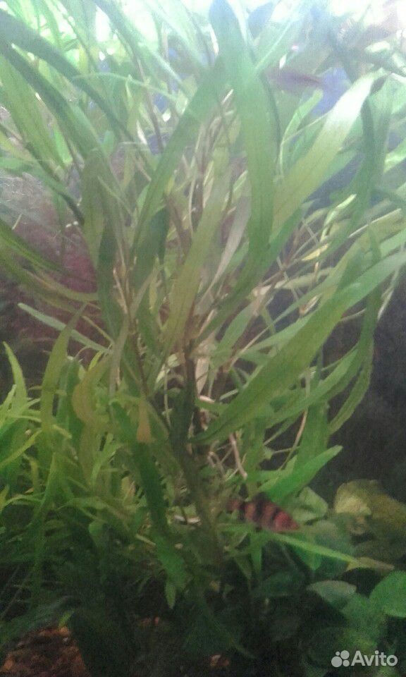 Аквариумные растения