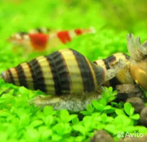 Улитка хелена (продажа, обмен)