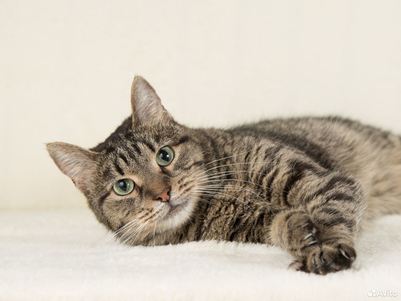 Ласковая добрая забавная кошечка Пуся-Лапуся