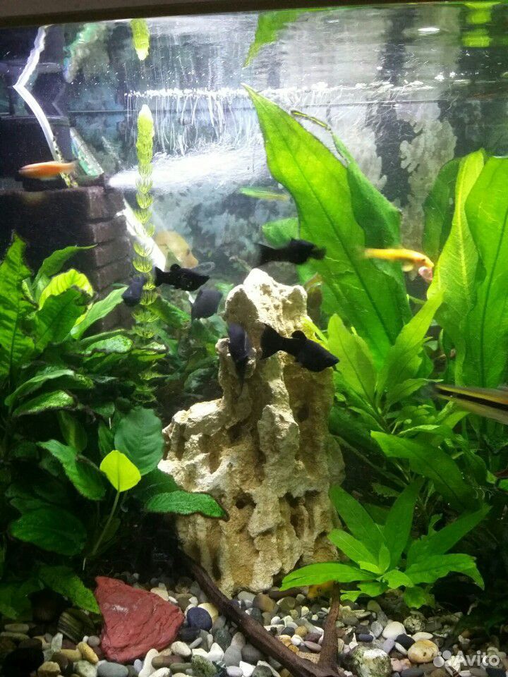 Камень для аквариума меотис