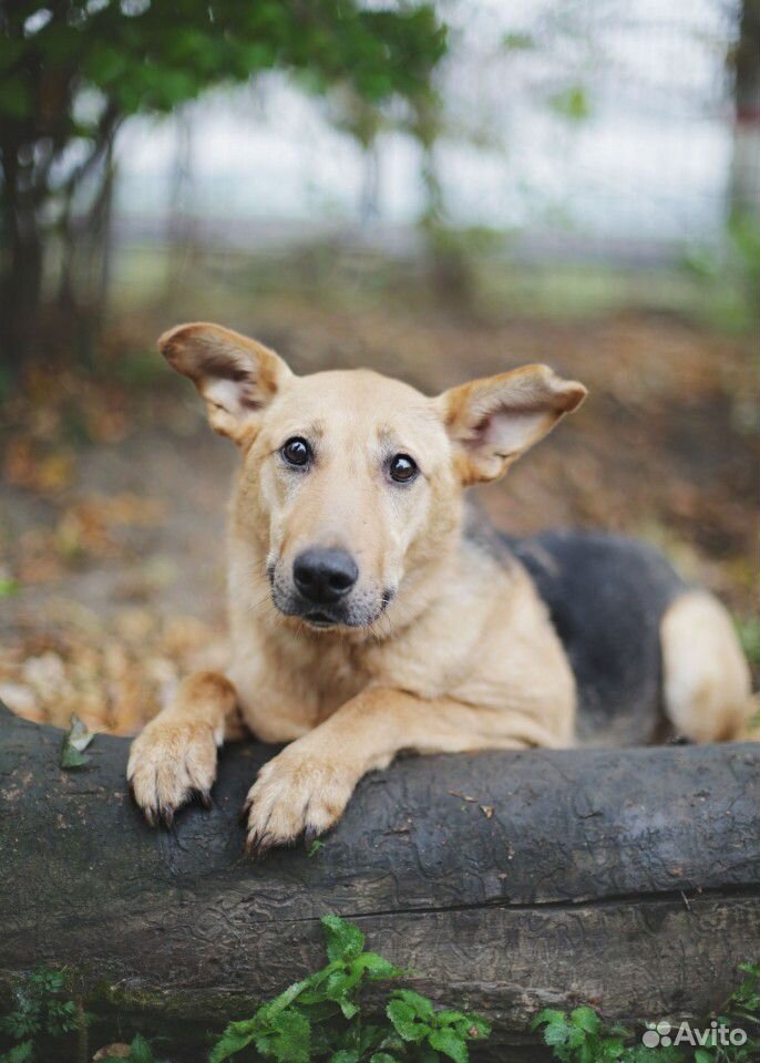 Нежная собака Марта в добрые руки