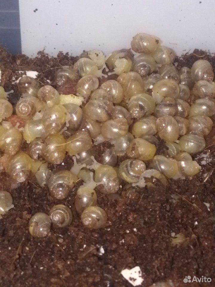 Улиточки Ахатина Фулика