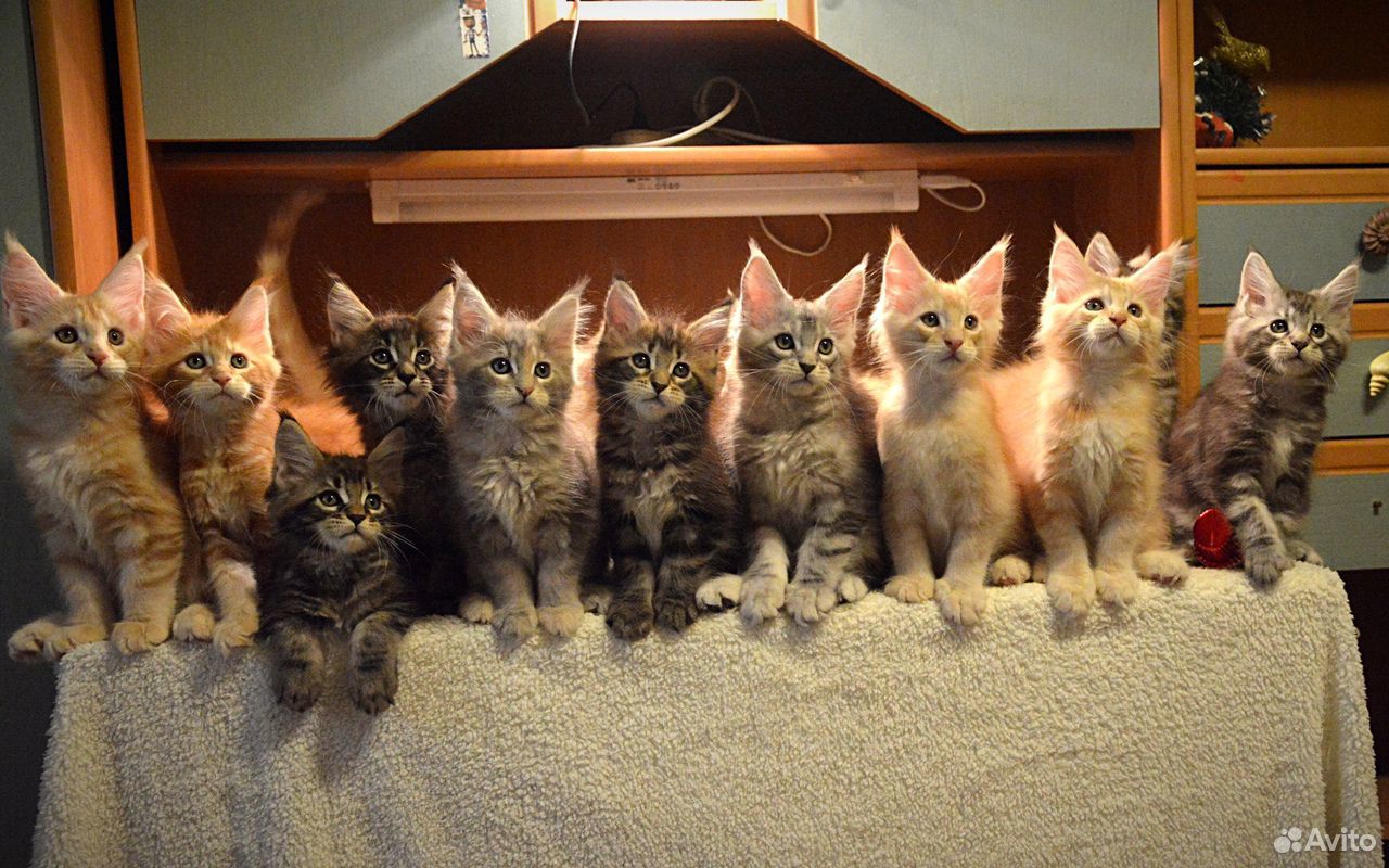 Свободные котята нашего питомника