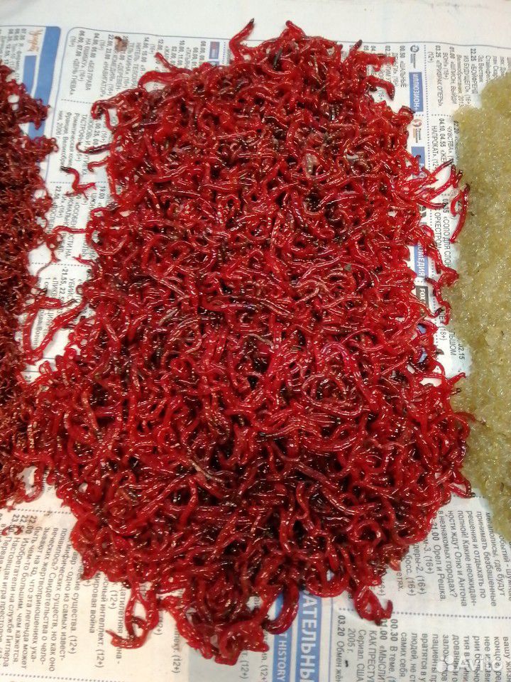 Крупный мотыль