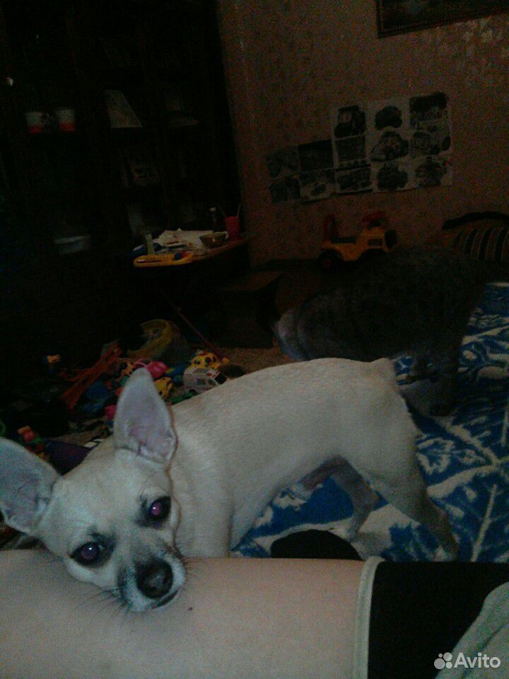 Вязка мини той терьер