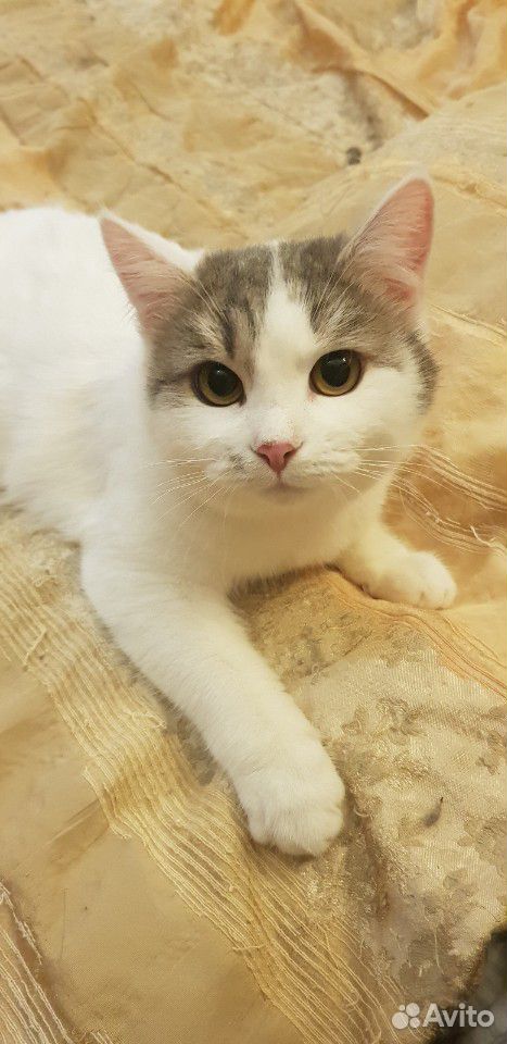 Котенок девочка 12мес Белка метиска