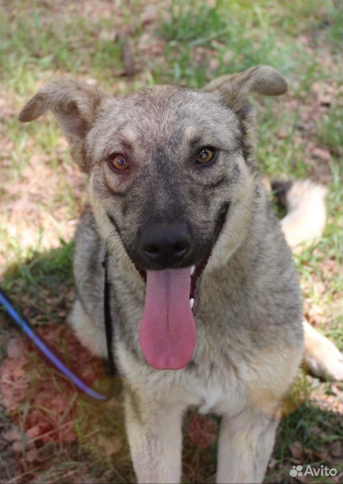 Малыш Смайлик ищет добрые руки