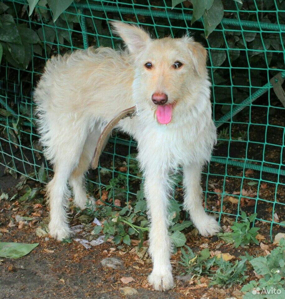 Собака Сандра ищет дом