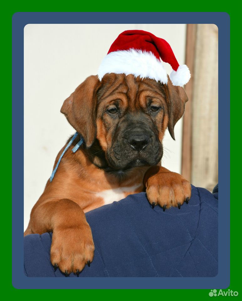 Шикарные Тоса ину - единственный помет в России