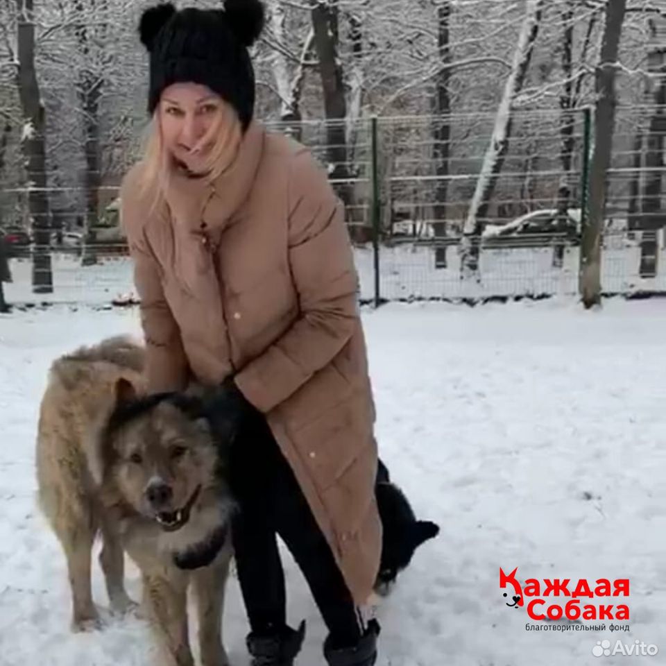 Добрый пес Платоша ваш верный друг