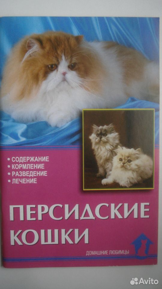 Кошки персидские