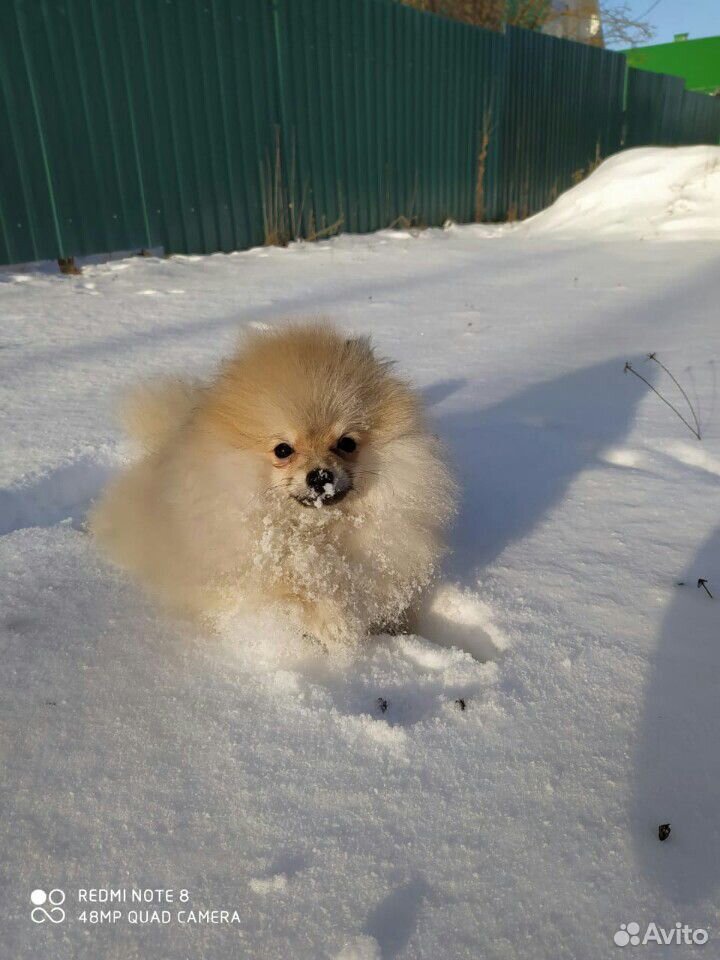 Шпиц померанец мишка