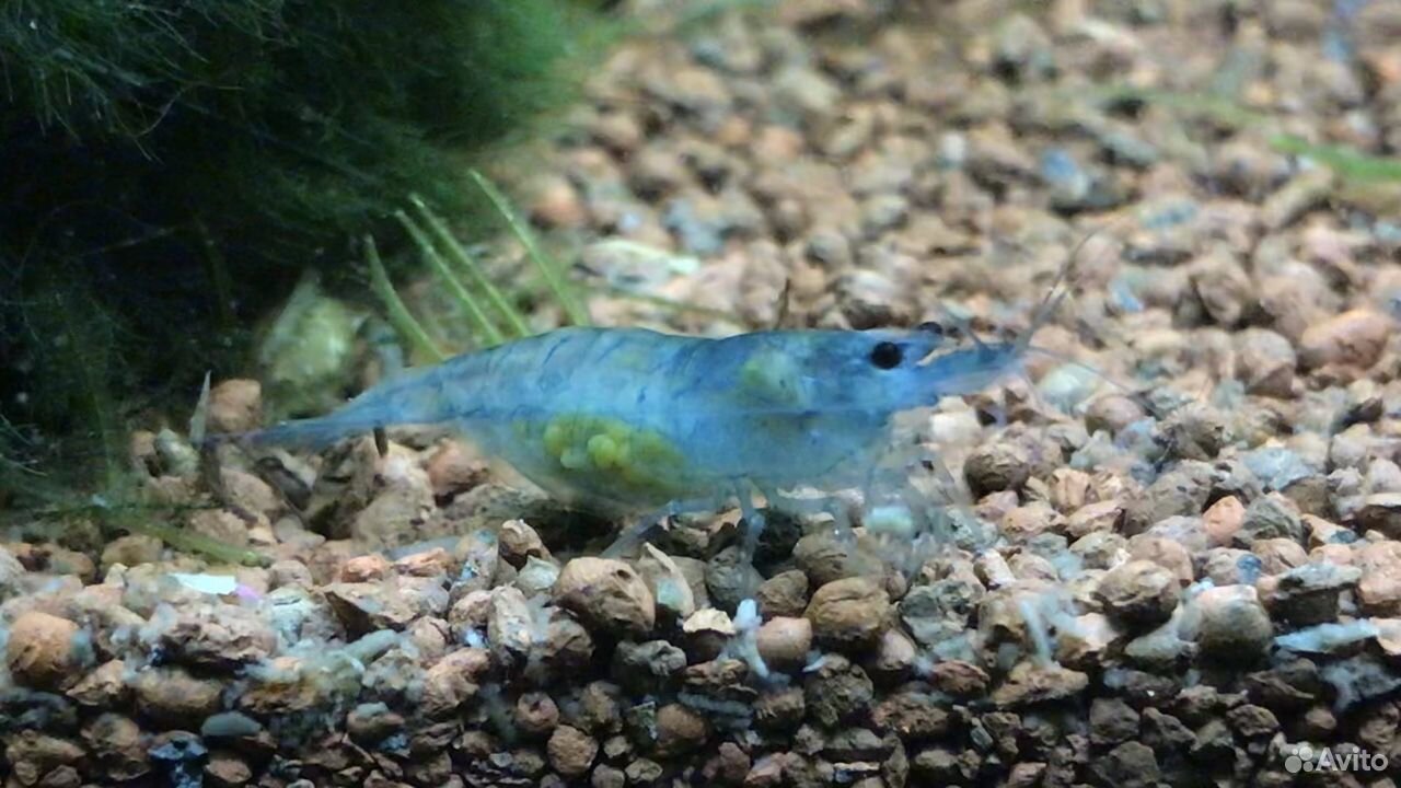 Синие креветки Blue Dream