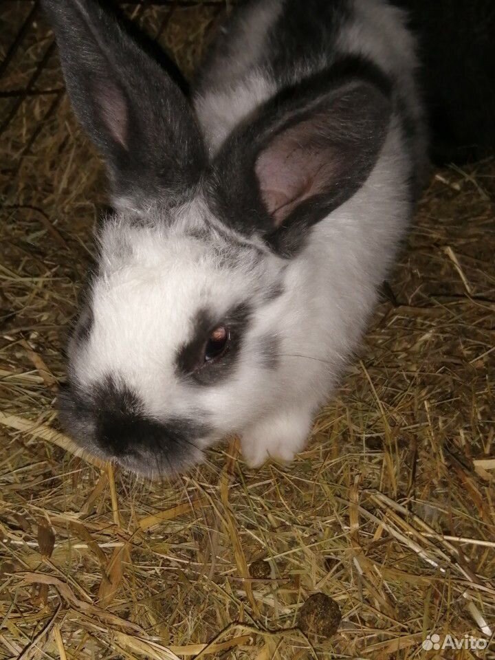 Кролики (много на любой вкус и цвет и возраст)