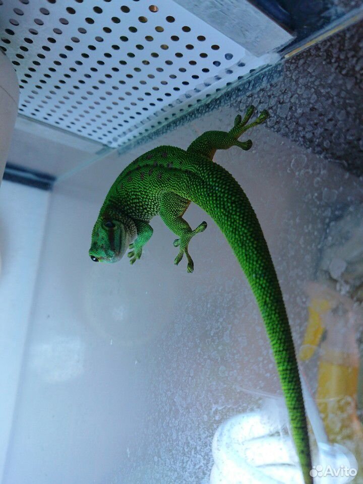 Продаю фельзум и всё к ним прилагающееся