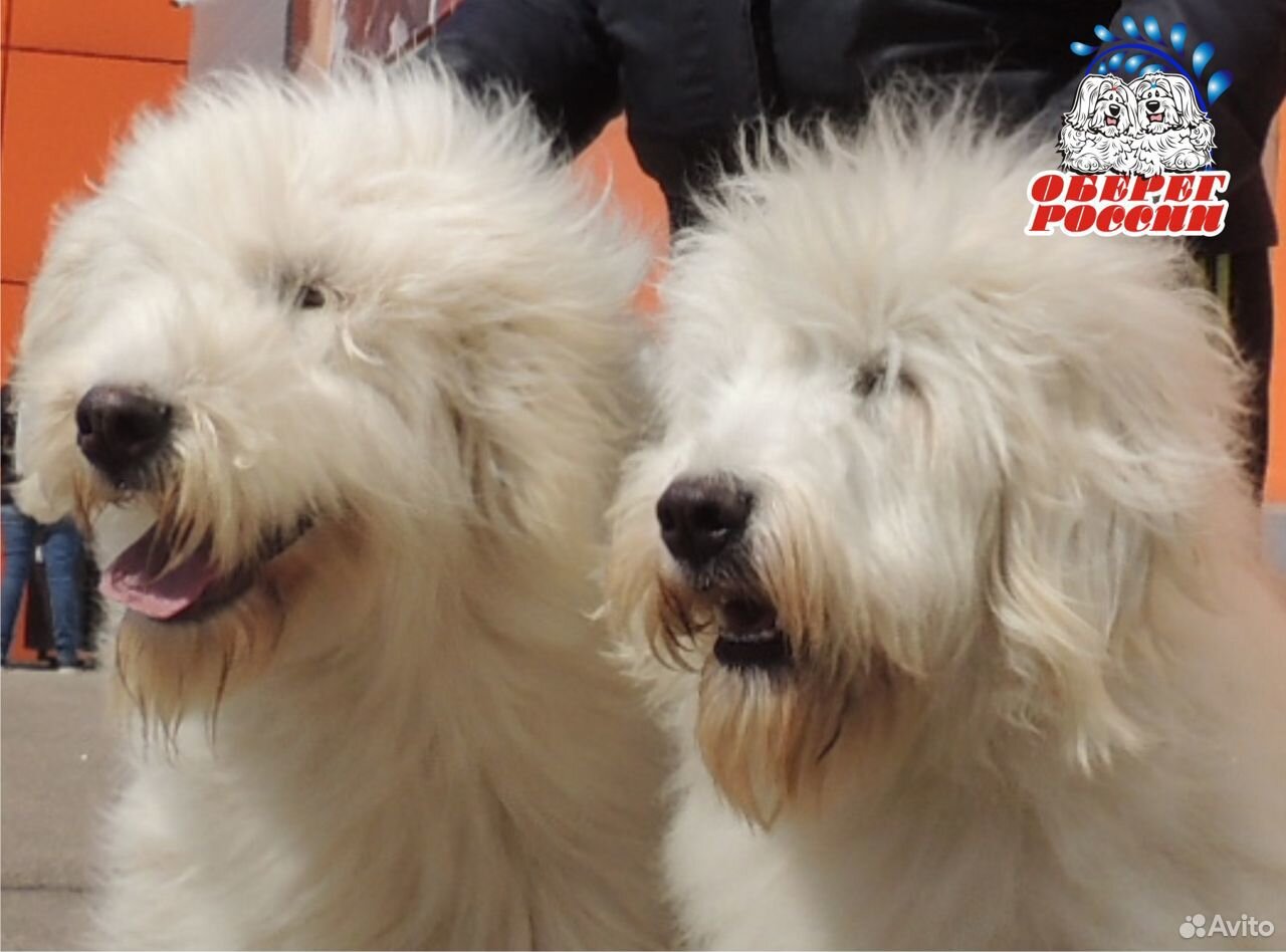 "Canis lupus Novorossicus"или южнорусская овчарка