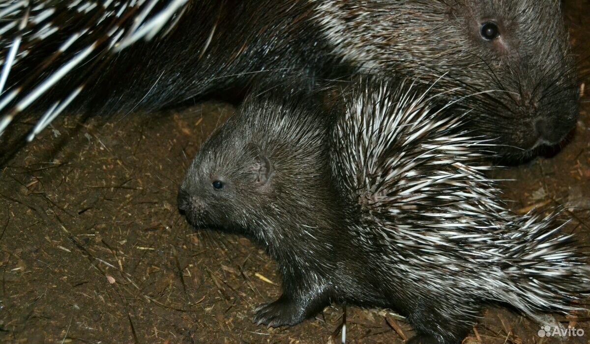 Дикобраз