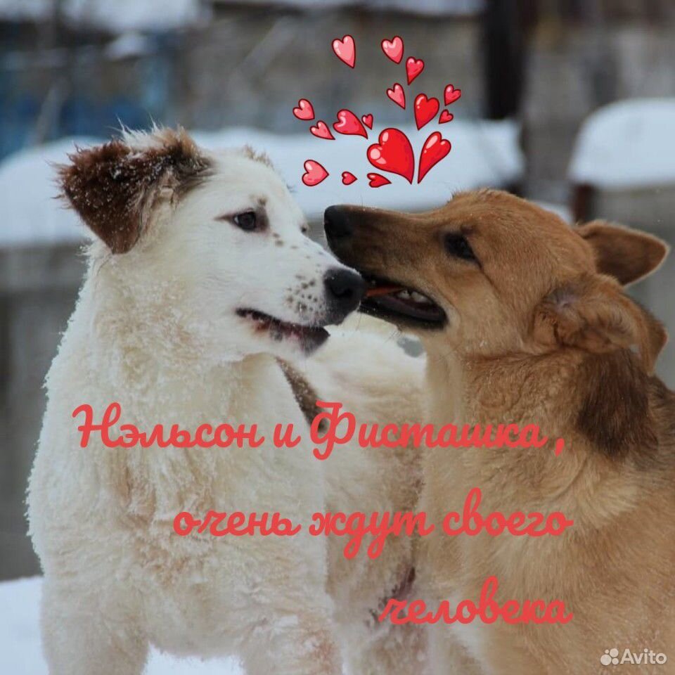 Неразлучники ищут свою семью