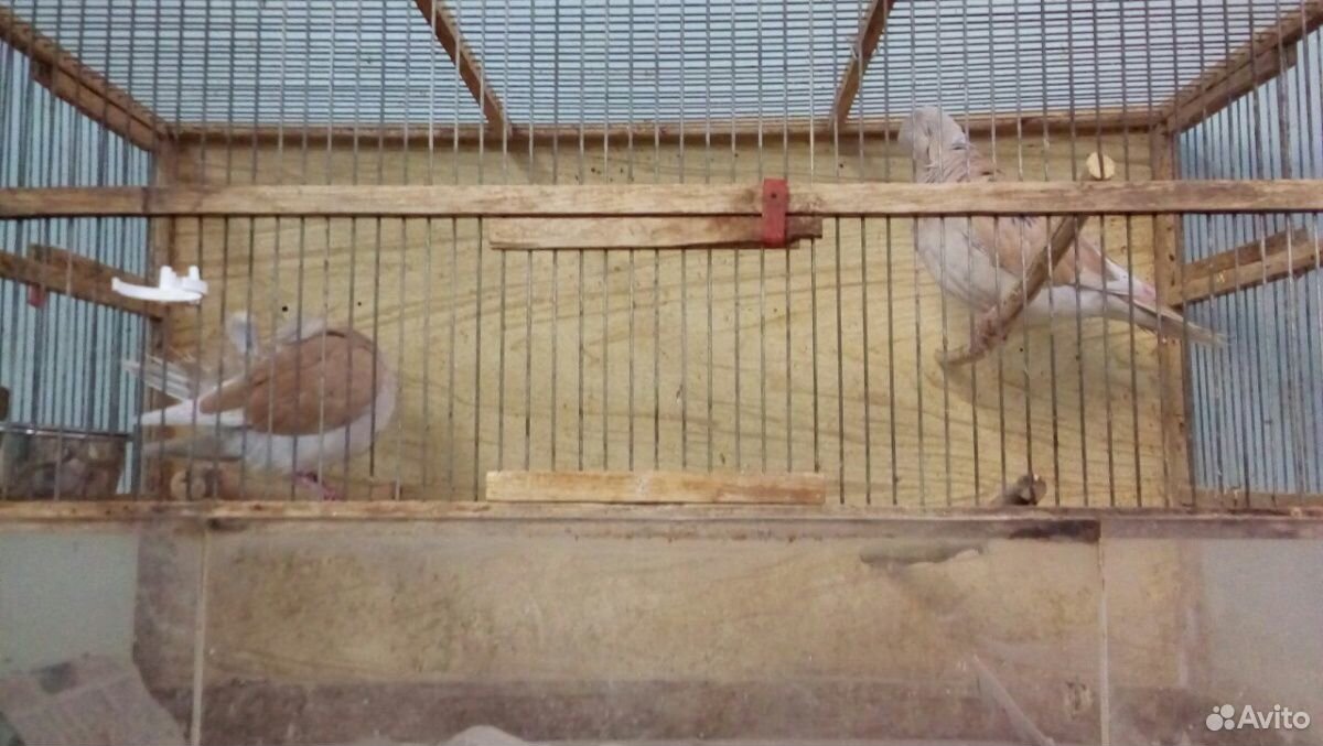 Продаю горлиц