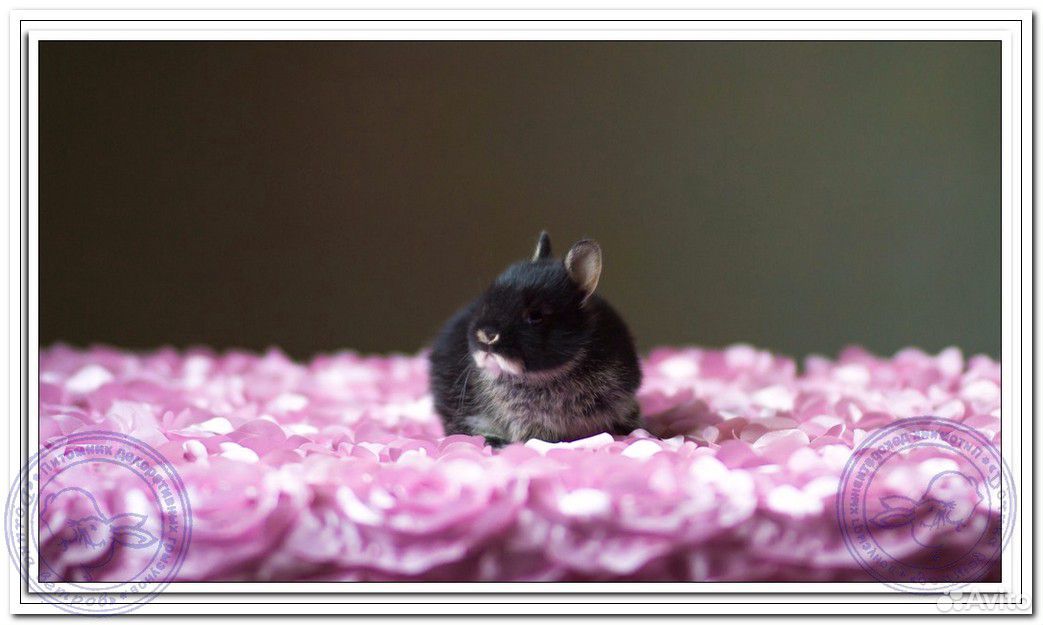 Супер малыш черный оттер цветной карликовый кролик