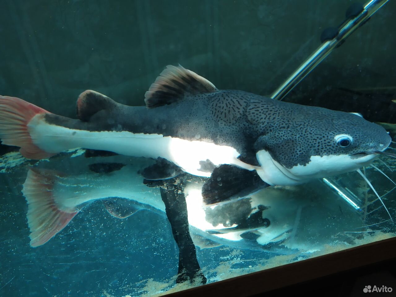 Краснохвостый Сом