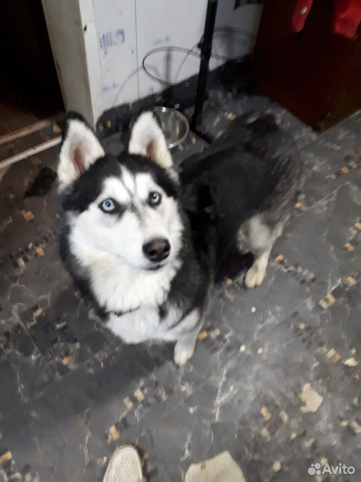 Сибирский хаски