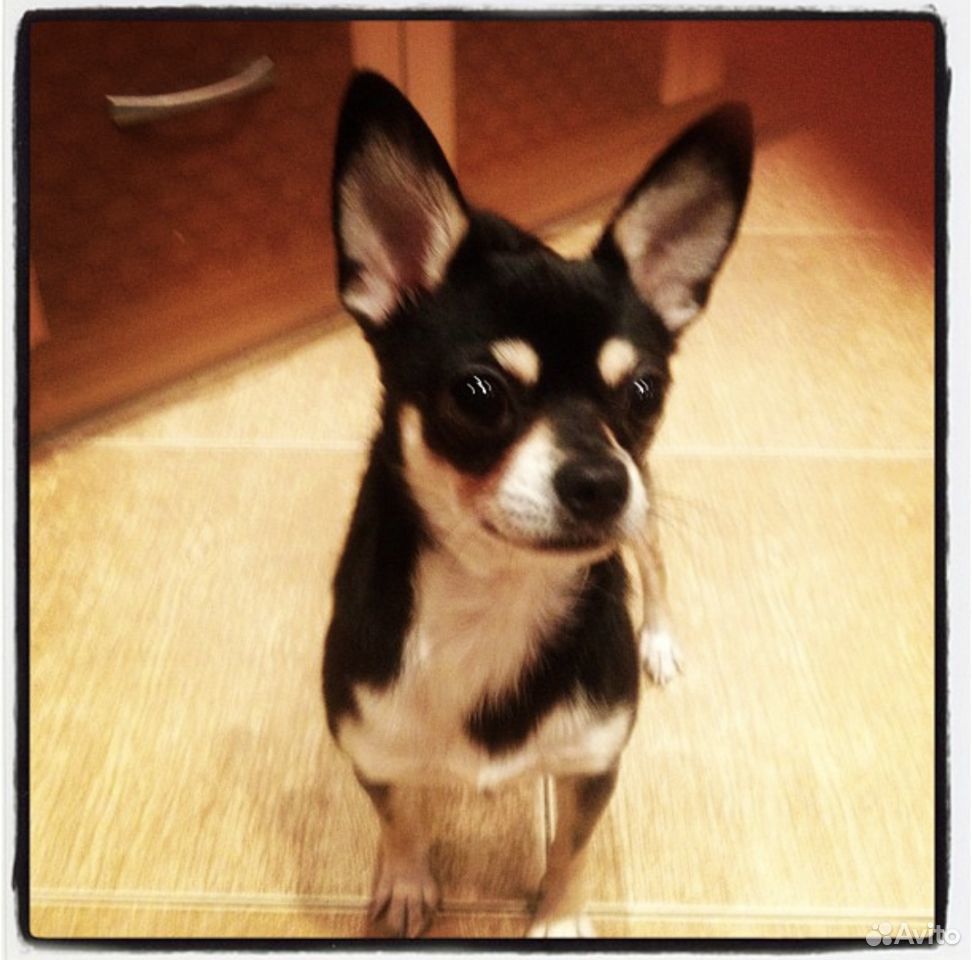 Пропала собака