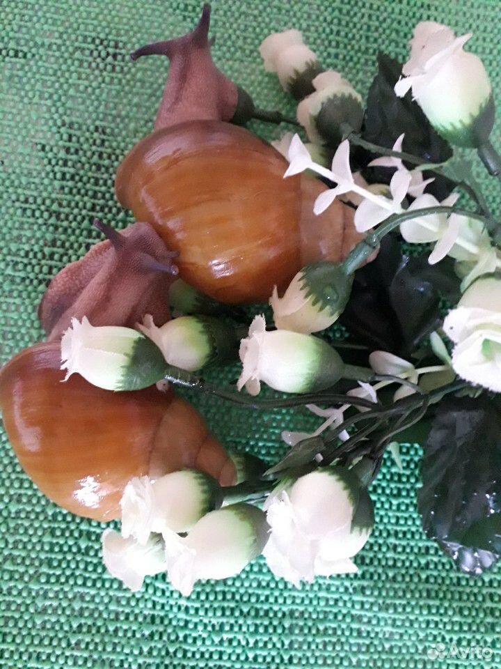 Архахатина Маргината Иктерика (кр.Ривер)