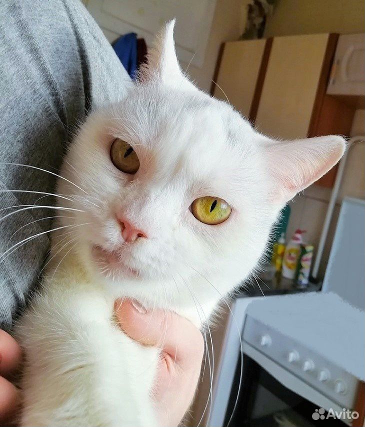 Белоснежная красотка