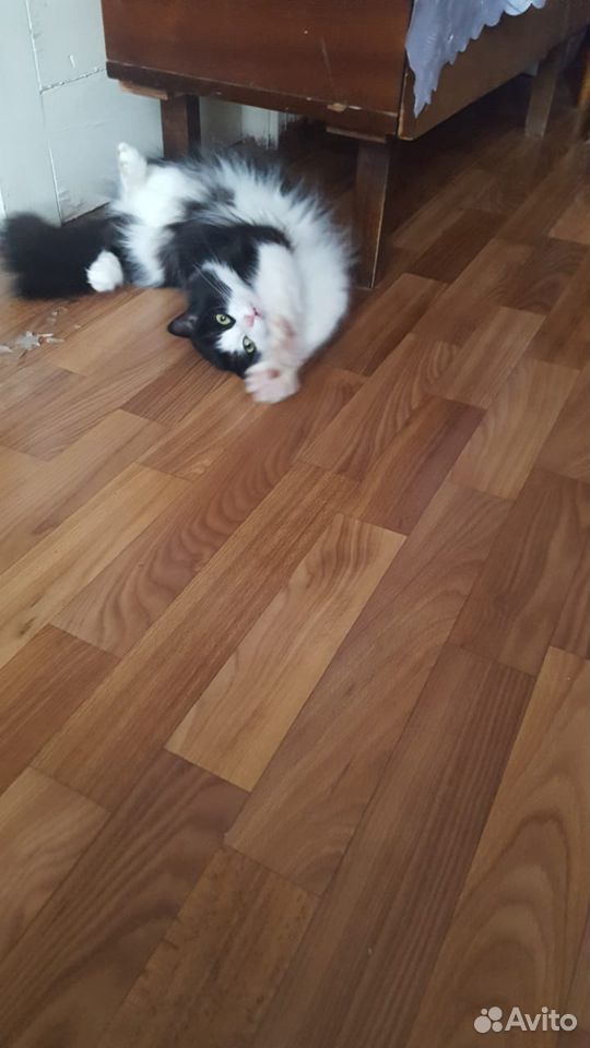 Грациозная красавица ищет новую Семью