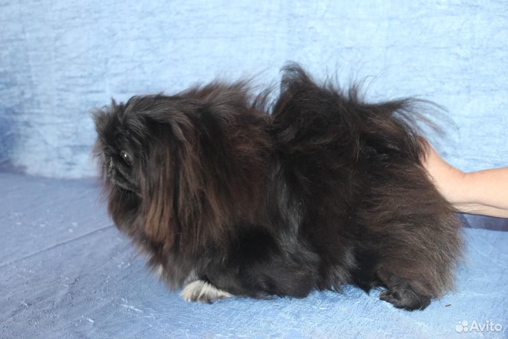 Щенок пекинеса девочка