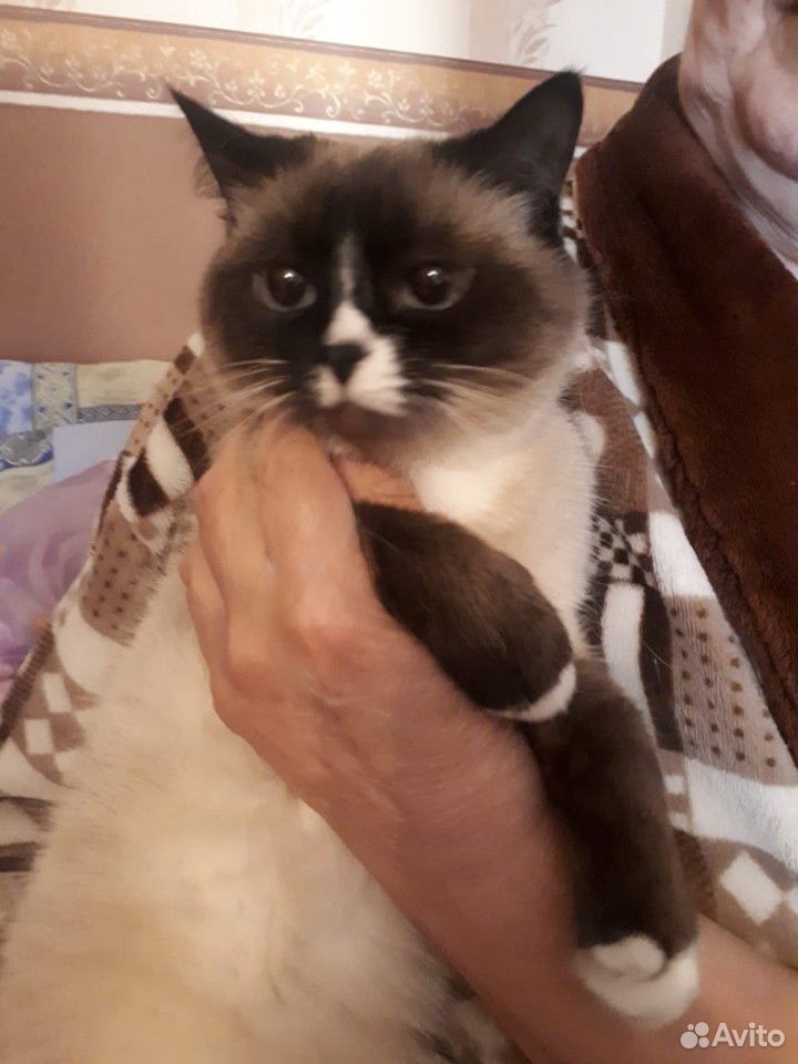 Тайская кошка Тая 2года домашняя