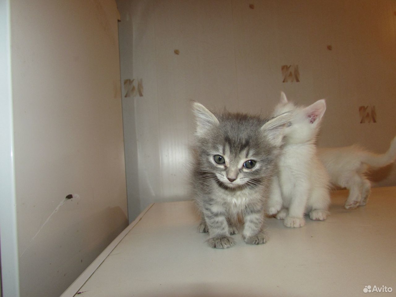 Котята от ангорской кошки с британом