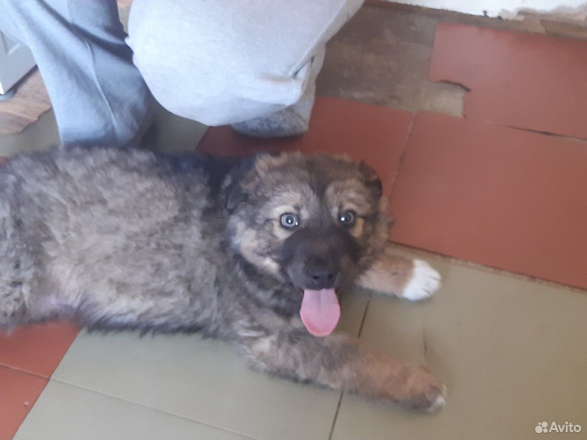 Очаровательные, пухлые щенки, около 4-х месяцев